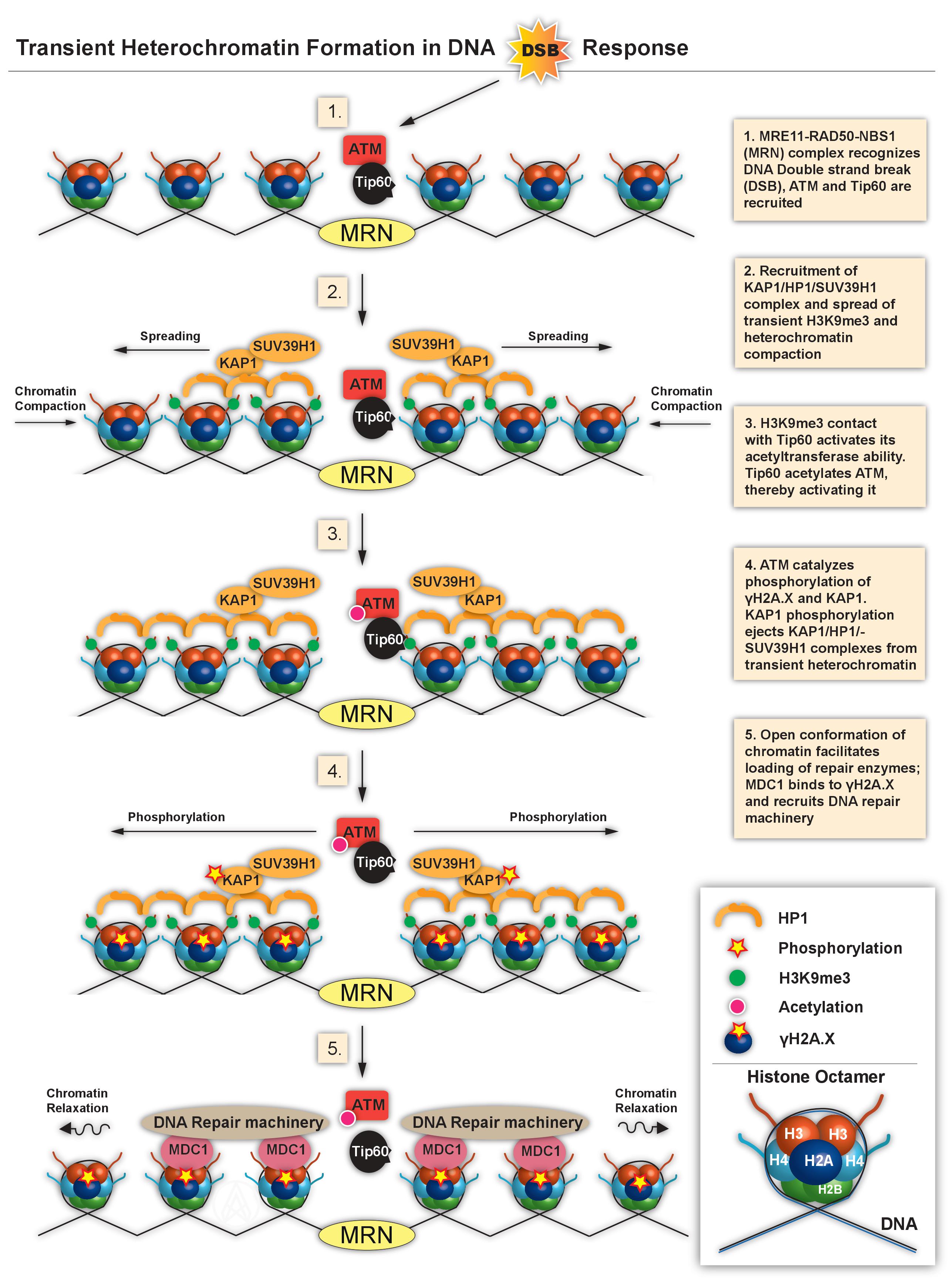 Activity DEPendent Transposition (ADEPT) and the Aging Brain | Opera Medica et Physiologica